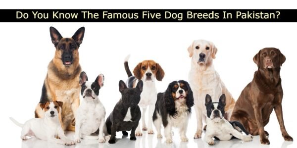 Top 5 Dog Breeds In Pakistan - Dog Types In Pakistan- Petshub.pk