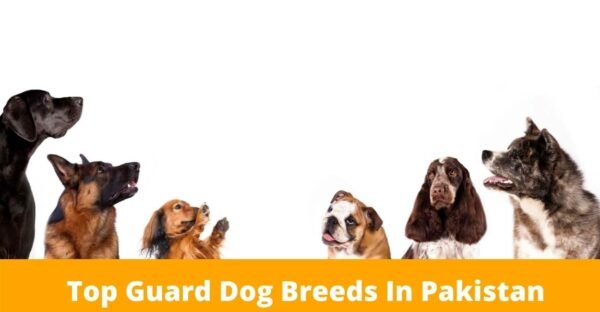 Top 10 Guard Dog Breeds In Pakistan - The Best Watchdogs For Protection ...