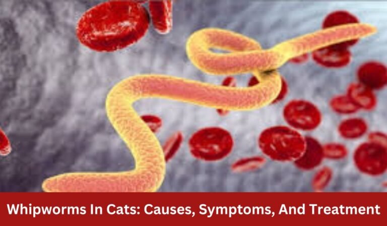 Whipworms In Cats: Causes, Symptoms, And Treatment - Petshub.pk